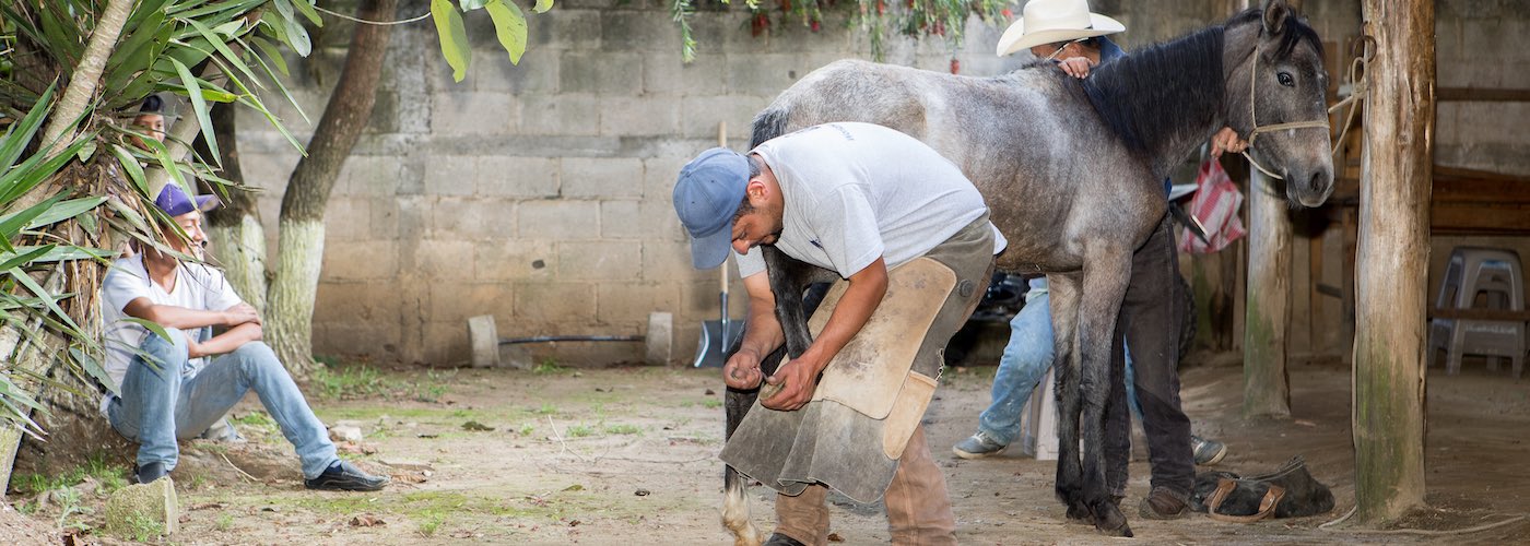 Home - World Horse Welfare